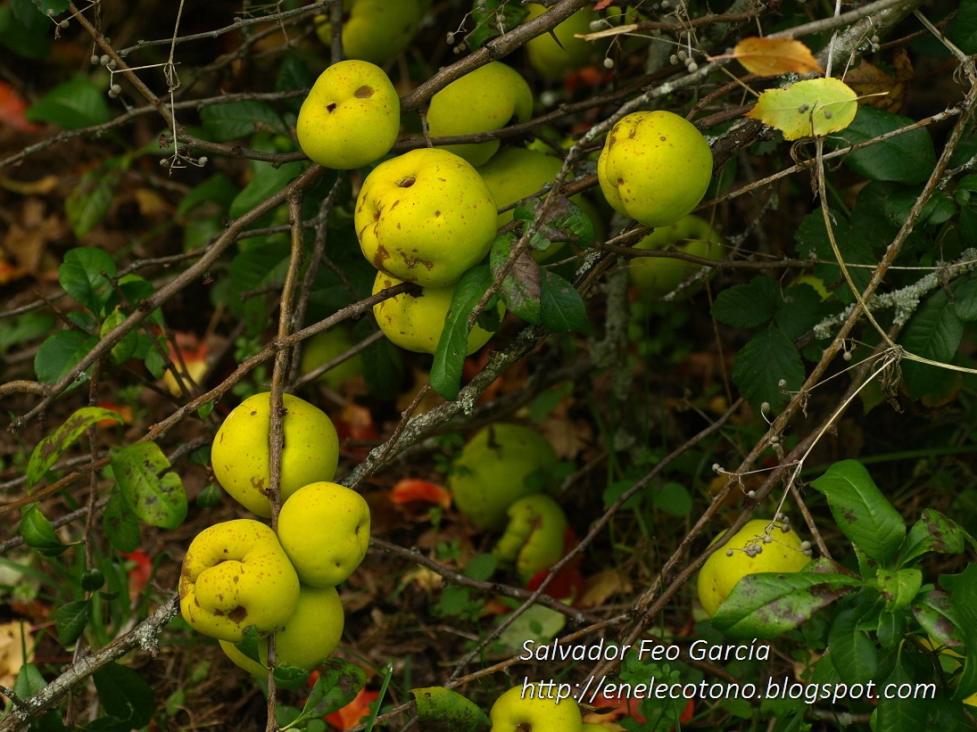 En el ecotono: Membrillero japonés con frutos