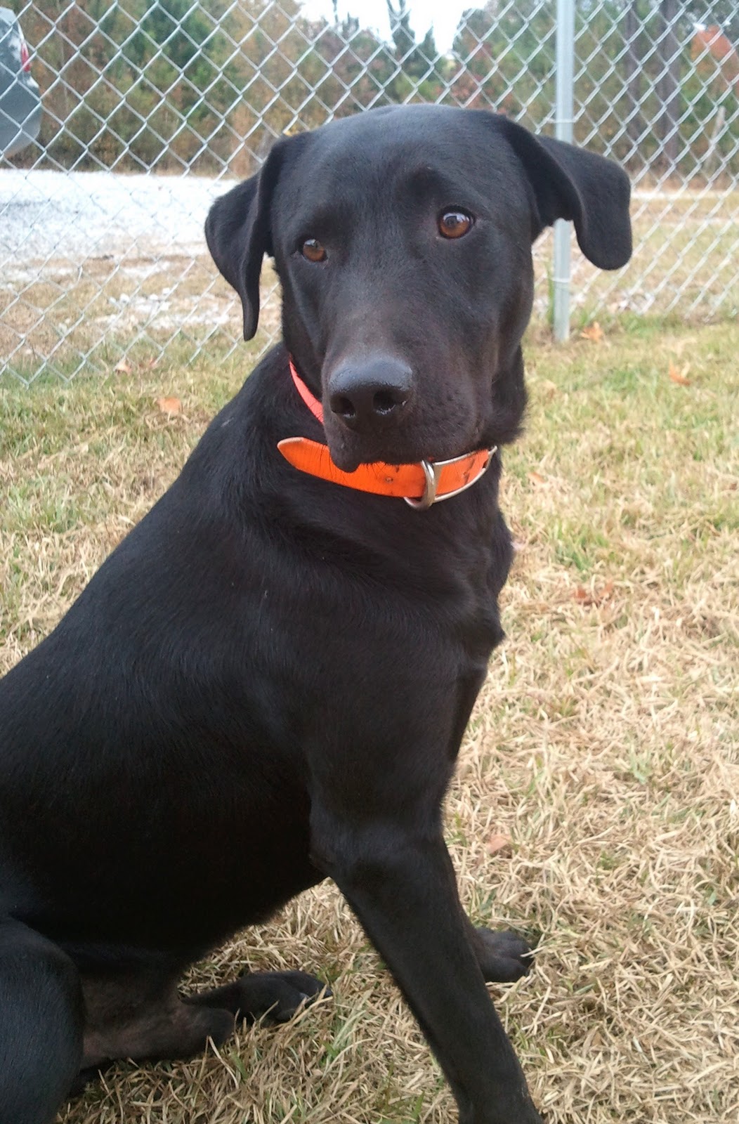 Lucky Dog Rescue Blog: November 2011