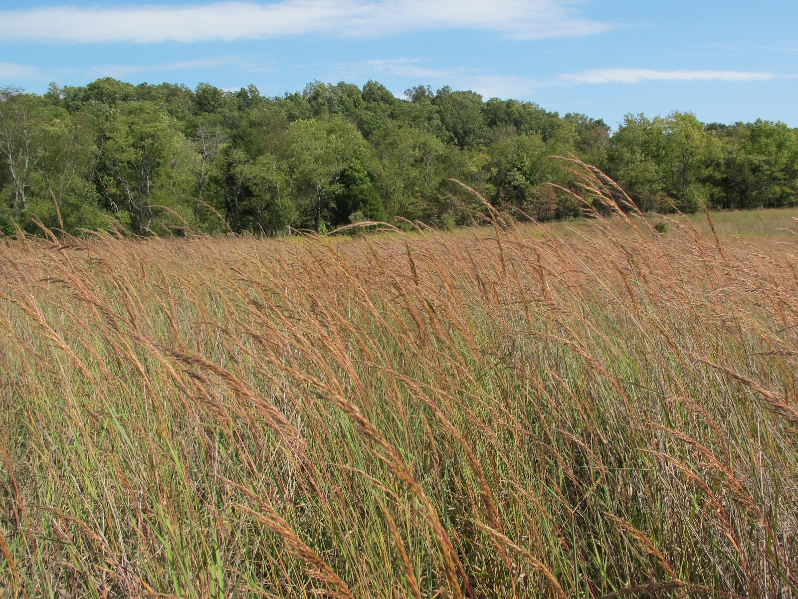 Blue Jay Barrens: Indian Grass 2012