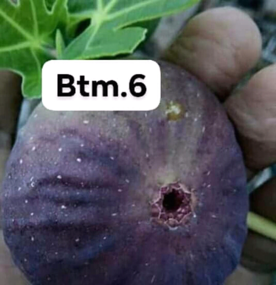 BTM 6 Fig - Var Tin