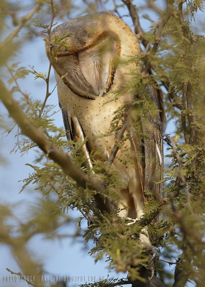 mis fotos de aves: Tyto alba Lechuza de Campanario Common Barn Owl