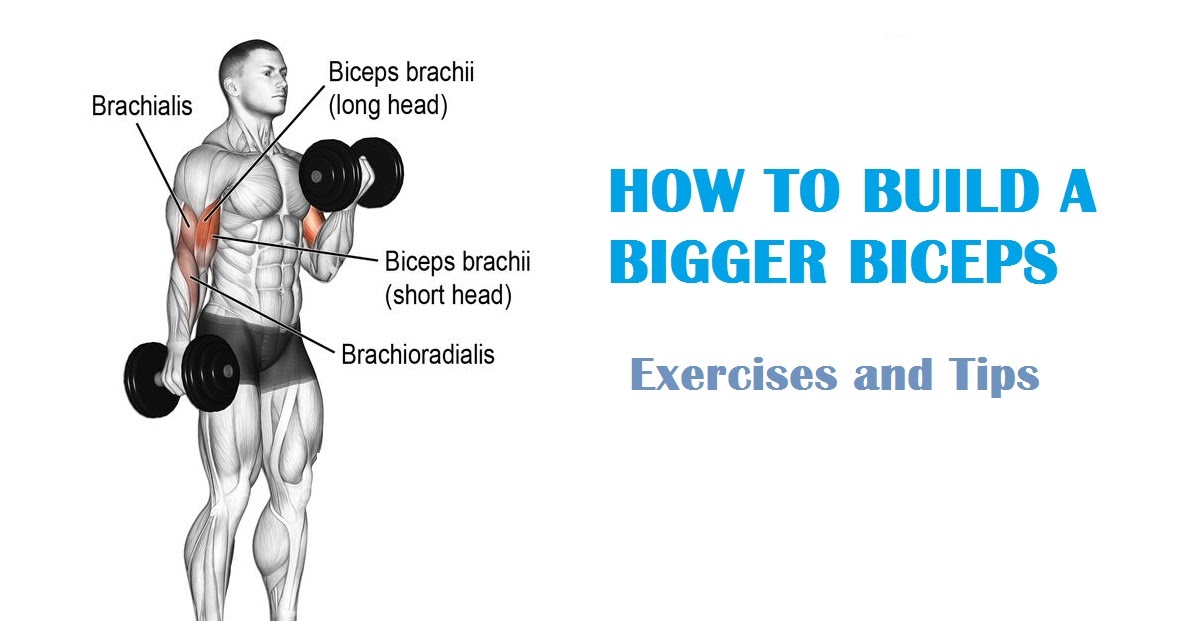 Muscle Palace: How to Get Bigger Biceps Fast - Tips and Exercises