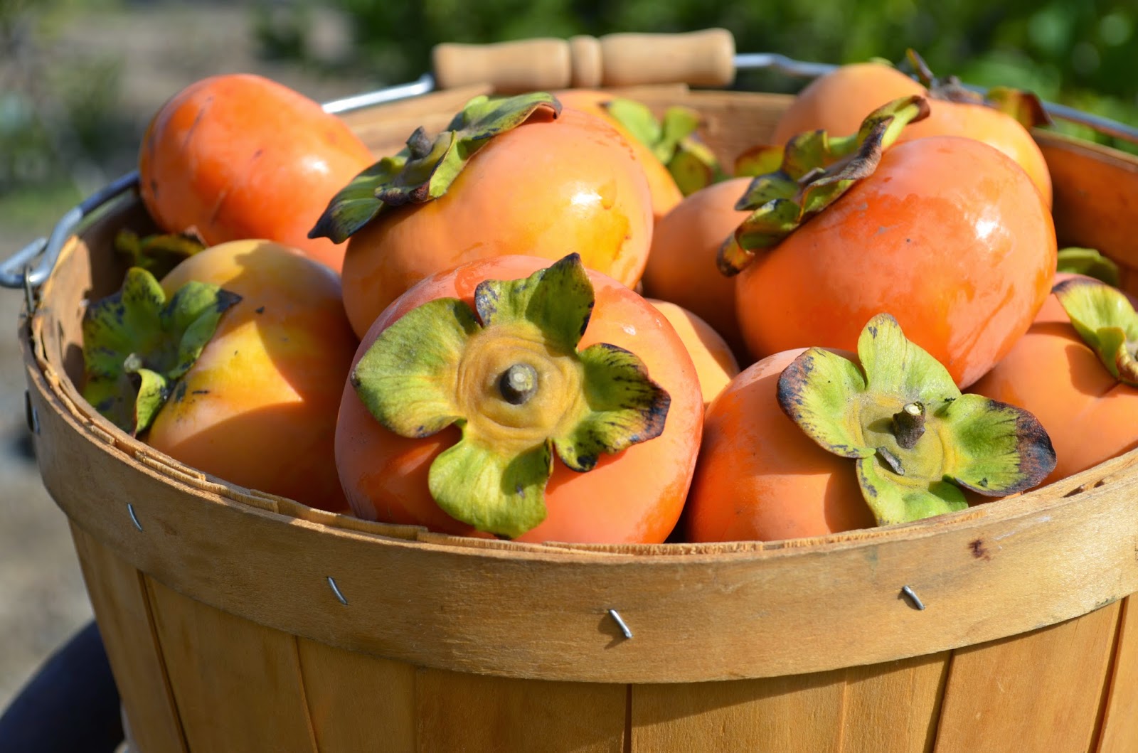 A Passion for Flowers: Persimmon - A Divine Fruit