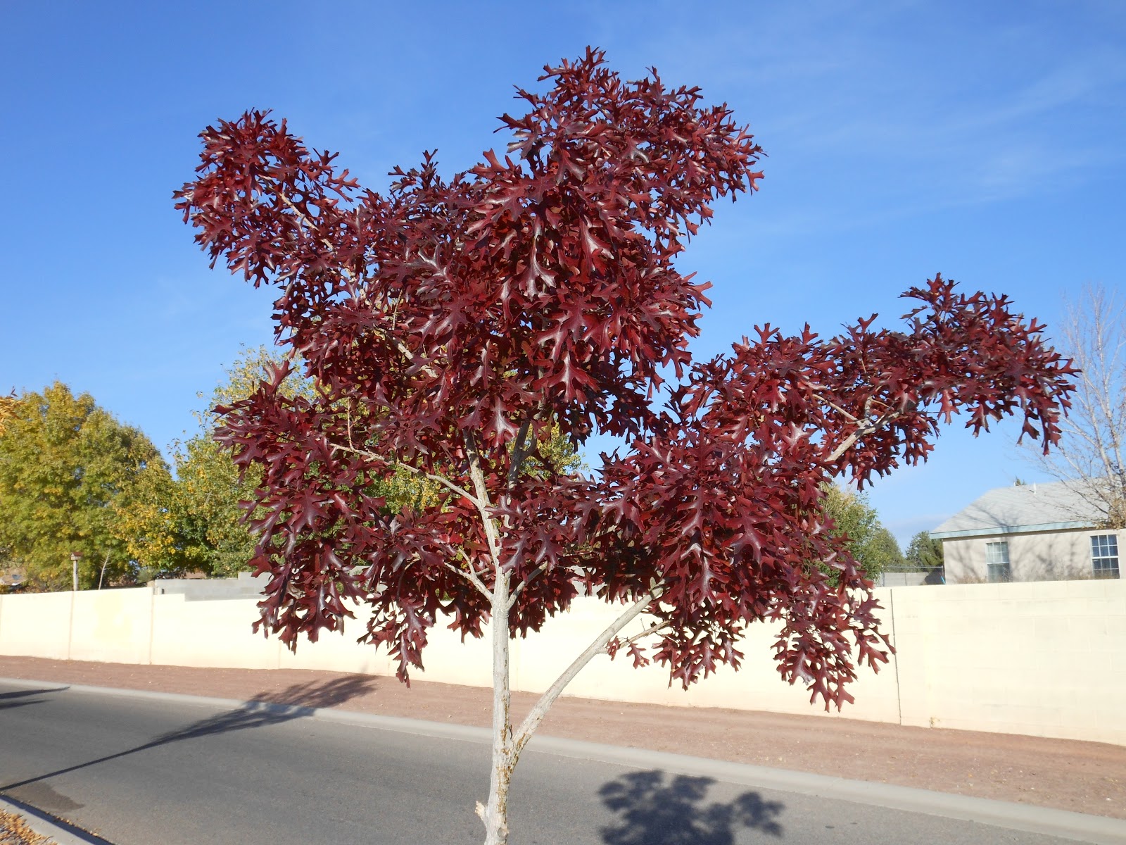 Trees That Please Nursery: 30 Days of Fall Foliage, Sunday November 4th.