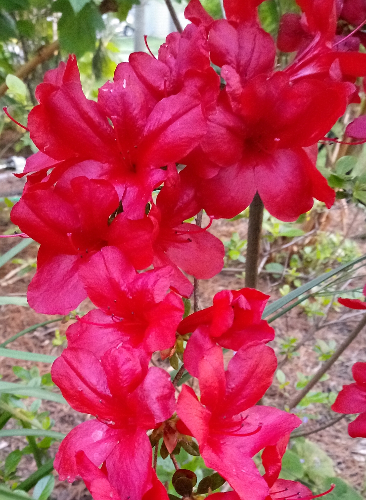 Future Plants by Randy Stewart: Azaleas -Evergreen Hybrids