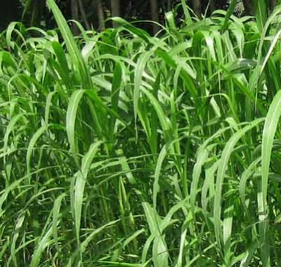 Rumput Benggala (Panicum sp.), Hijauan Pakan Ternak Sumber Serat Kasar ...