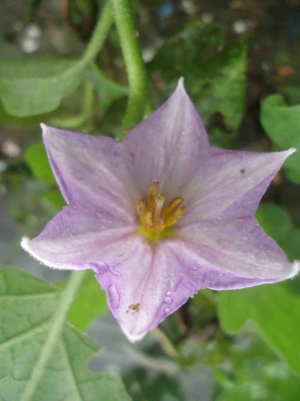 BUNGA TERONG EMAS - Rumah Daun Muda
