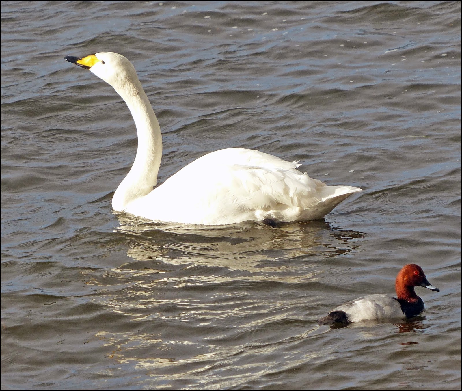 Wild and Wonderful: Swan Feed at WWT Welney