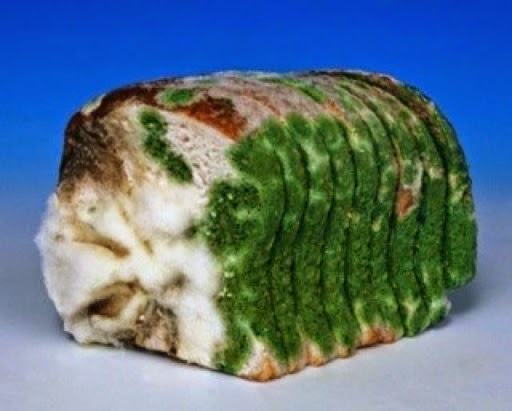 Salud Vida y Consejos: 10 cosas que hay que saber sobre el moho en la ...