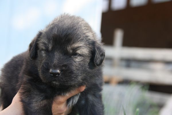 Predator Friendly Ranching : Puppies