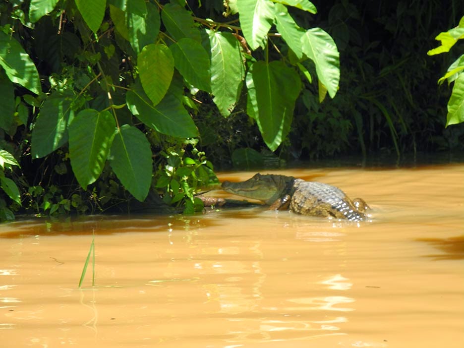 Revista ATRÉVETE: Flora y Fauna en el Río San Juan