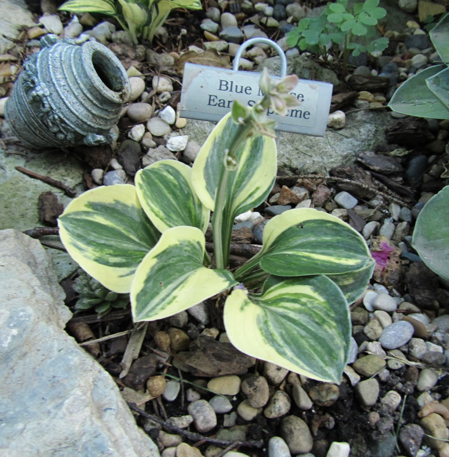 Cheesehead Gardening: Hosta of the Day - 'Blue Mouse Ears Supreme'