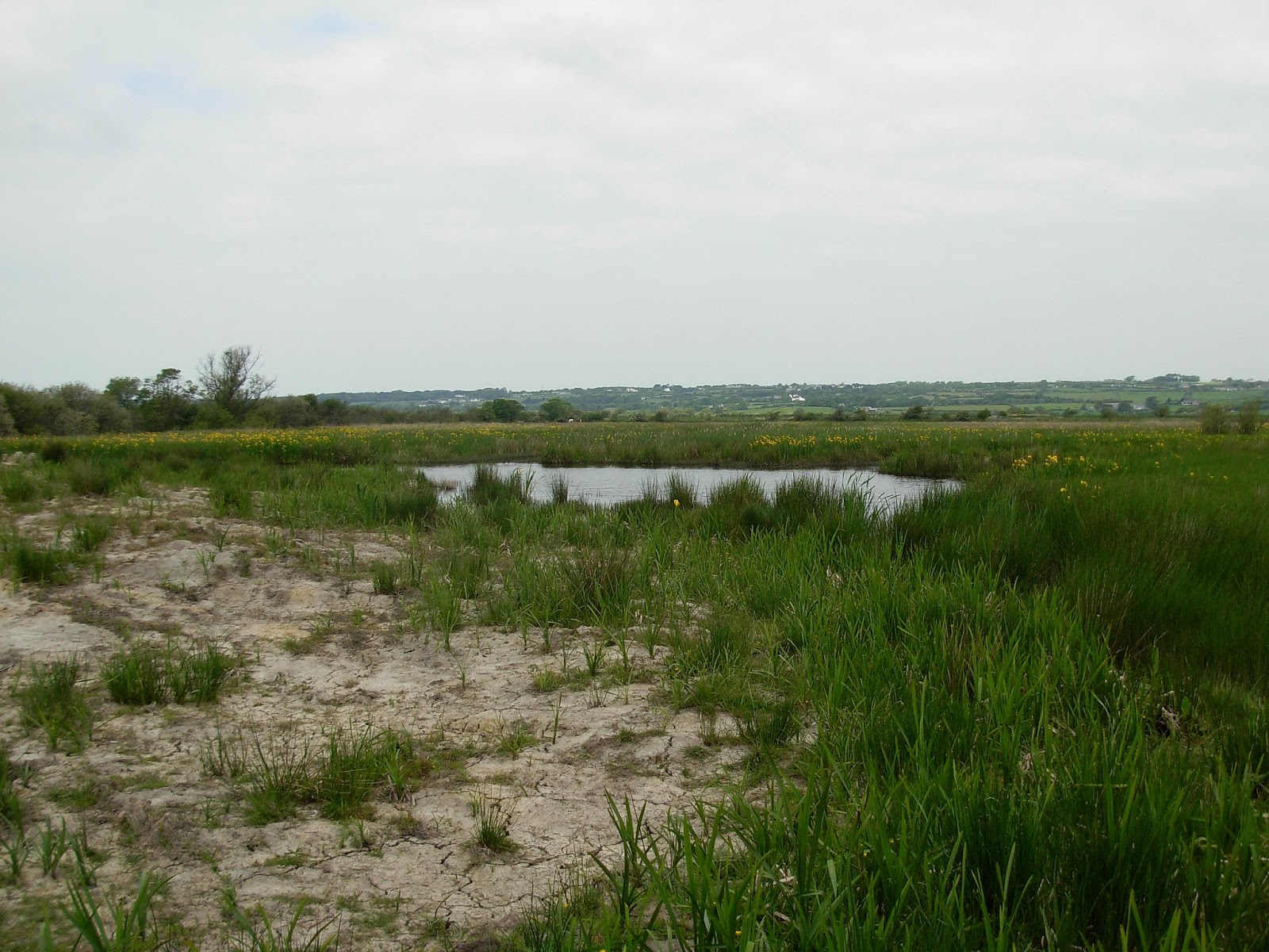 Derek Bird Brain: June 2013