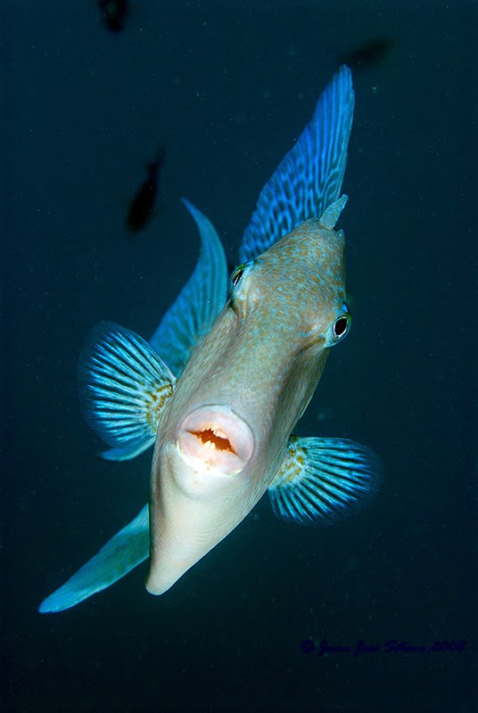 Artes de Pesca: BALISTIDAE