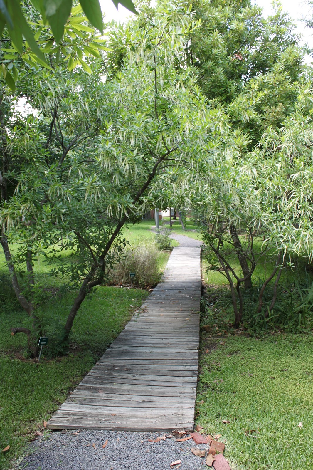 Centenary College Arboretum: Tree of the Week: Swamp Titi (Cyrilla ...