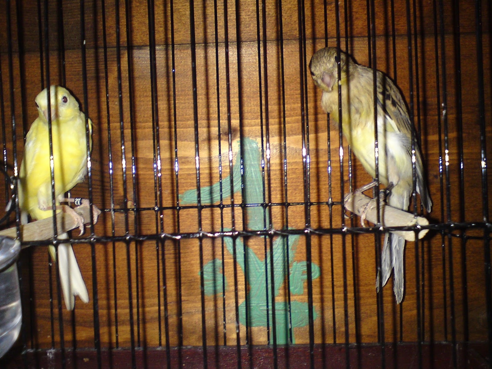 a scotch fancy canary blog: August 2013