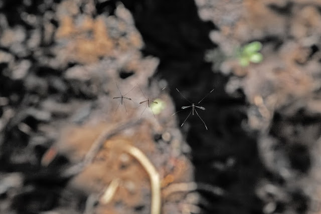 BunyipCo: October 2013