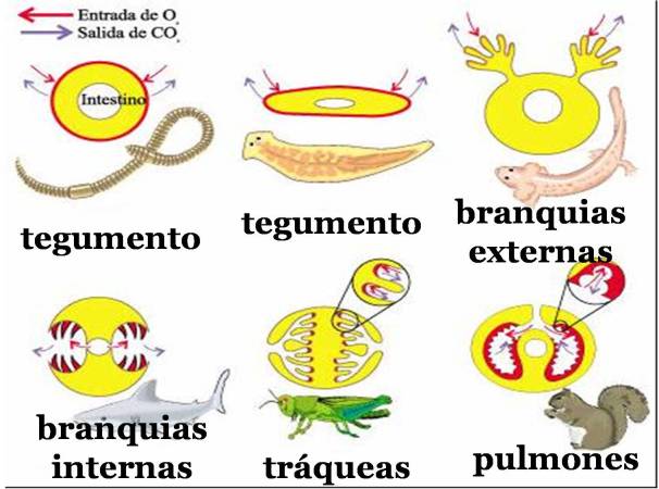 Sistema Respiratorio en Animales 7 grado: Sistema Respiratorio en ...