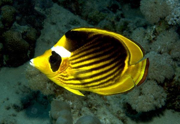 D' Ocean Aquarium: Ikan Kepe kepe (Butterfly Fish)