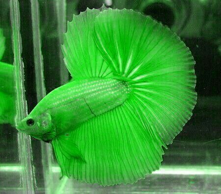 Beautiful green fish