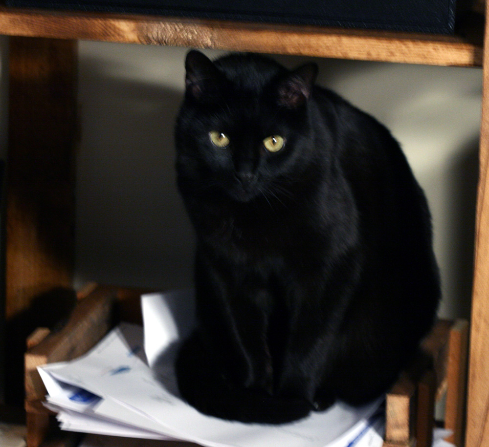 Valerie Tyler Designs - Jewelry: Another funny cat photo: paperwork?