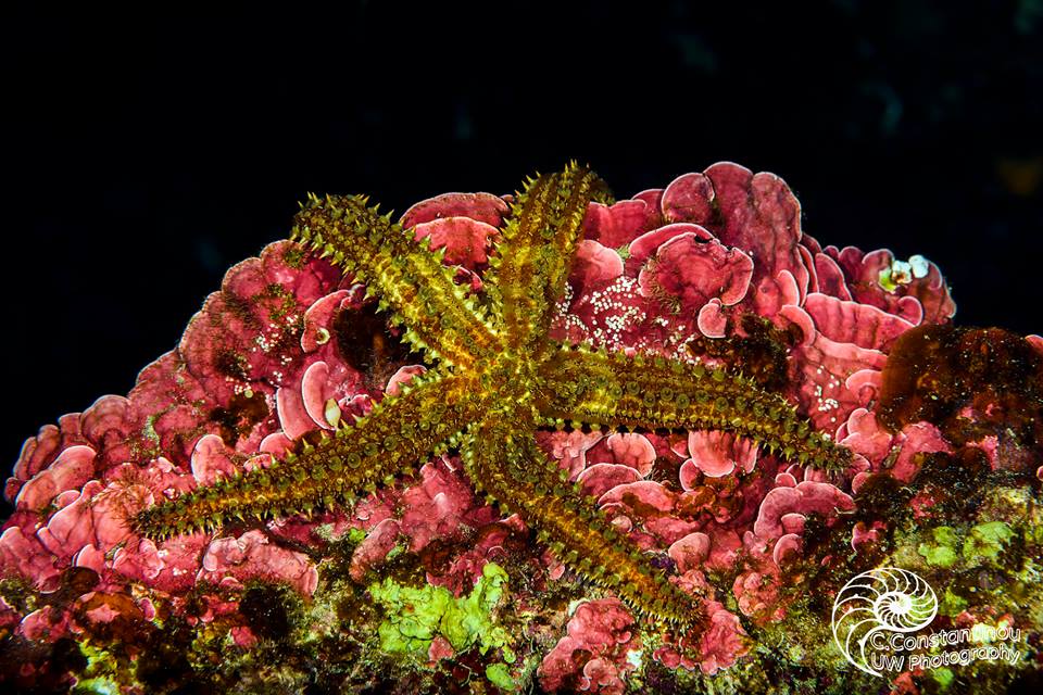 Biodiversity of Cyprus by NGO Protection of the Natural Heritage and ...