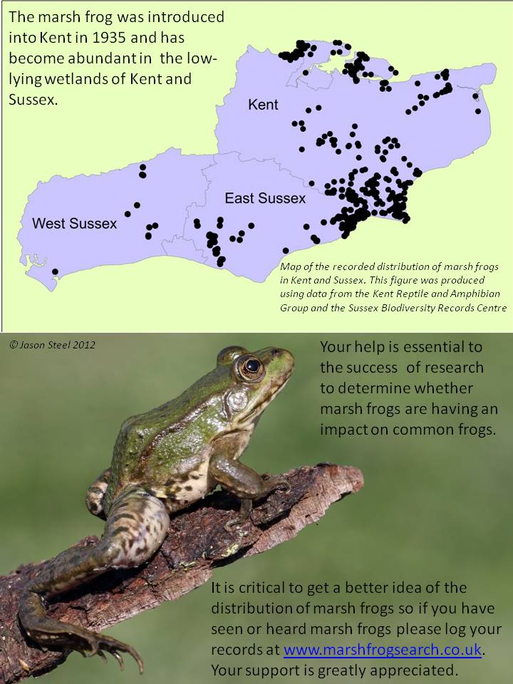 British Wildlife Centre ~ Keeper's Blog: Marsh Frog