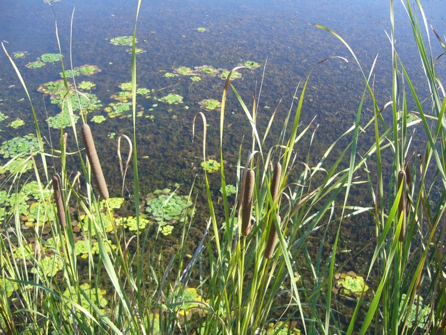 Delta Dunarii: Flora