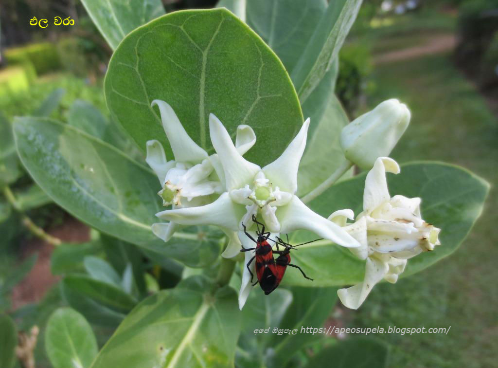 වරා [Wara] (Calotropis gigantea) ~ අපේ ඔසුපැළ Medicinal Plants of Sri Lanka