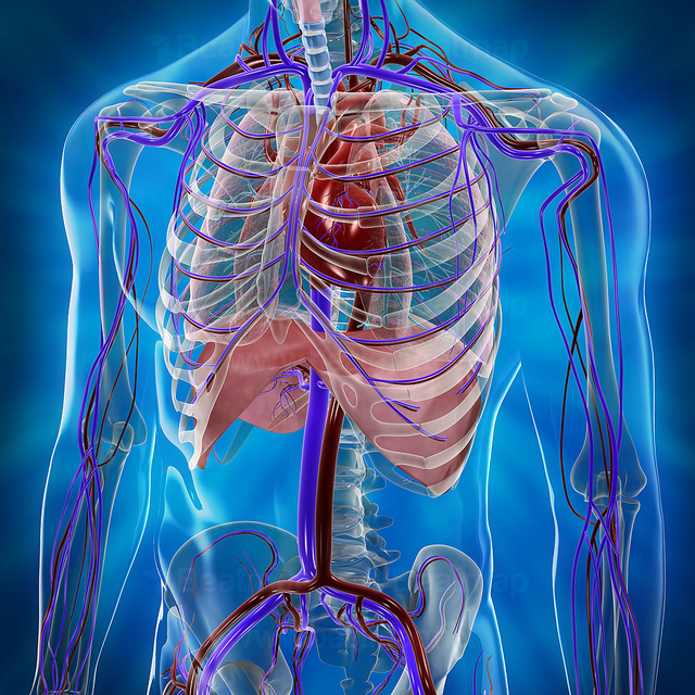 11 Organ Systems 11 Organ Systems
