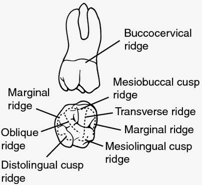 Pengertian dan Macam-macam Ridge/edge | Dental Hygiene