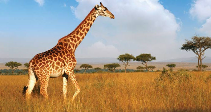 82 Outstanding Giraffe HD Wallpapers, Images Free Download
