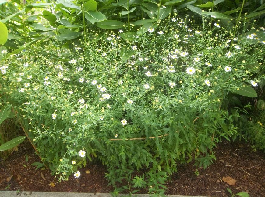 Future Plants by Randy Stewart: Kalimeris - Japanese Aster