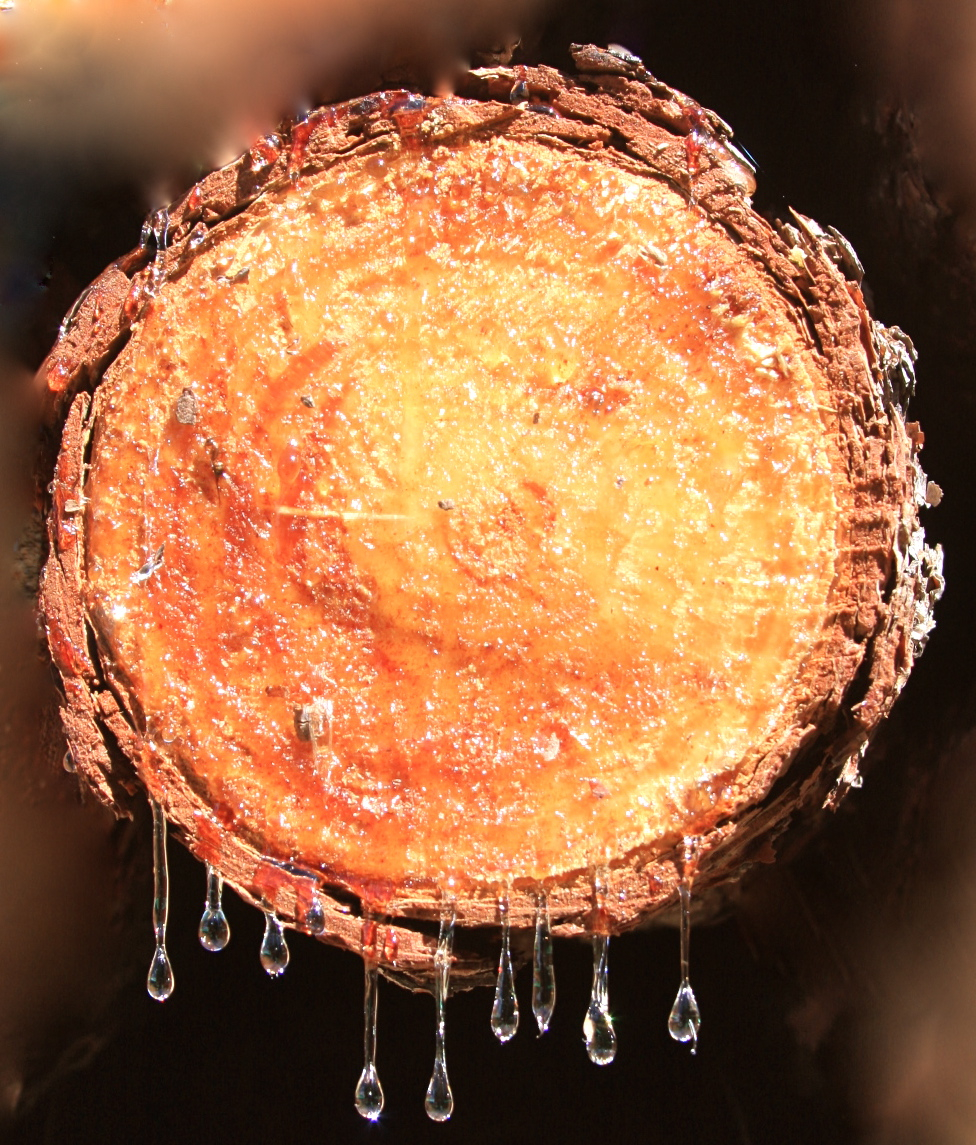 Blog Resina de Pinus: Setor Resineiro - Classificação