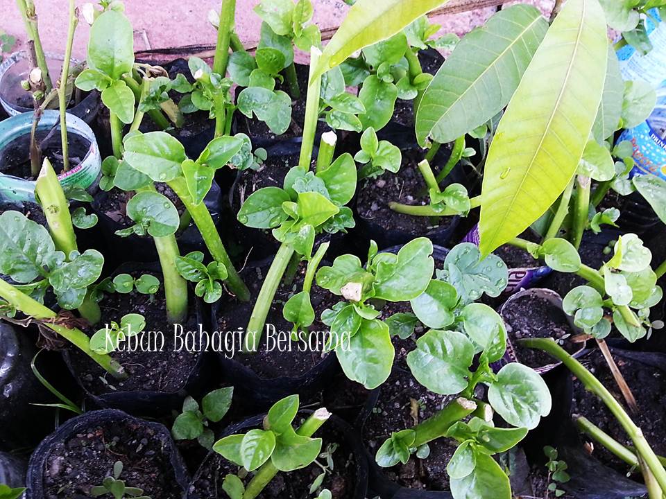 Kebun Bahagia Bersama: Anak Pokok Sayur Raja