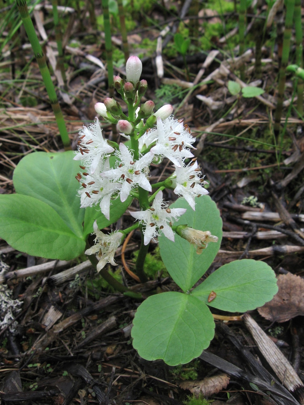 Retkiä kasvimaailmaan: Raate