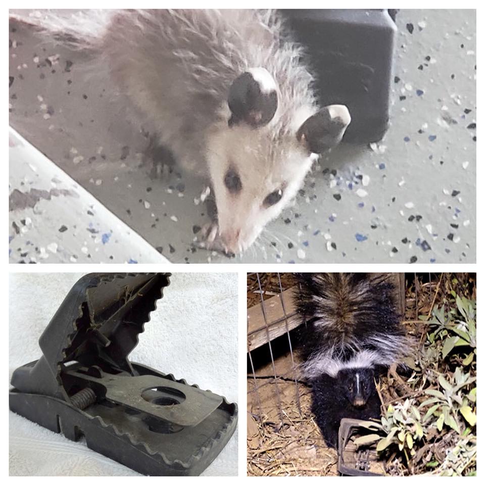 Wildlife Emergency Services blog: 2018