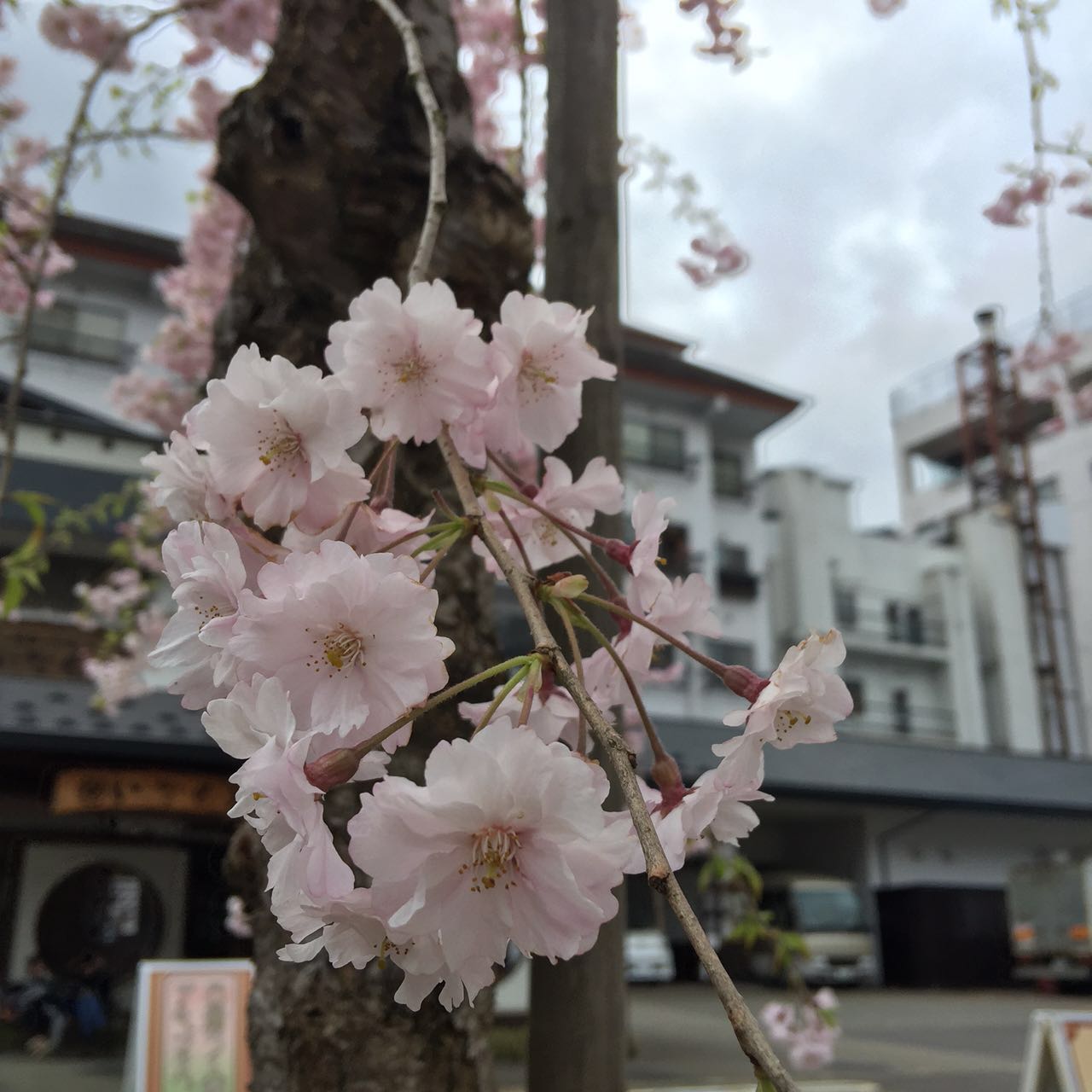 #TRAVEL2016 JAPAN - MUSIM BUNGA SAKURA #CHERRYBLOSSOM DI TOKYO JEPUN ...