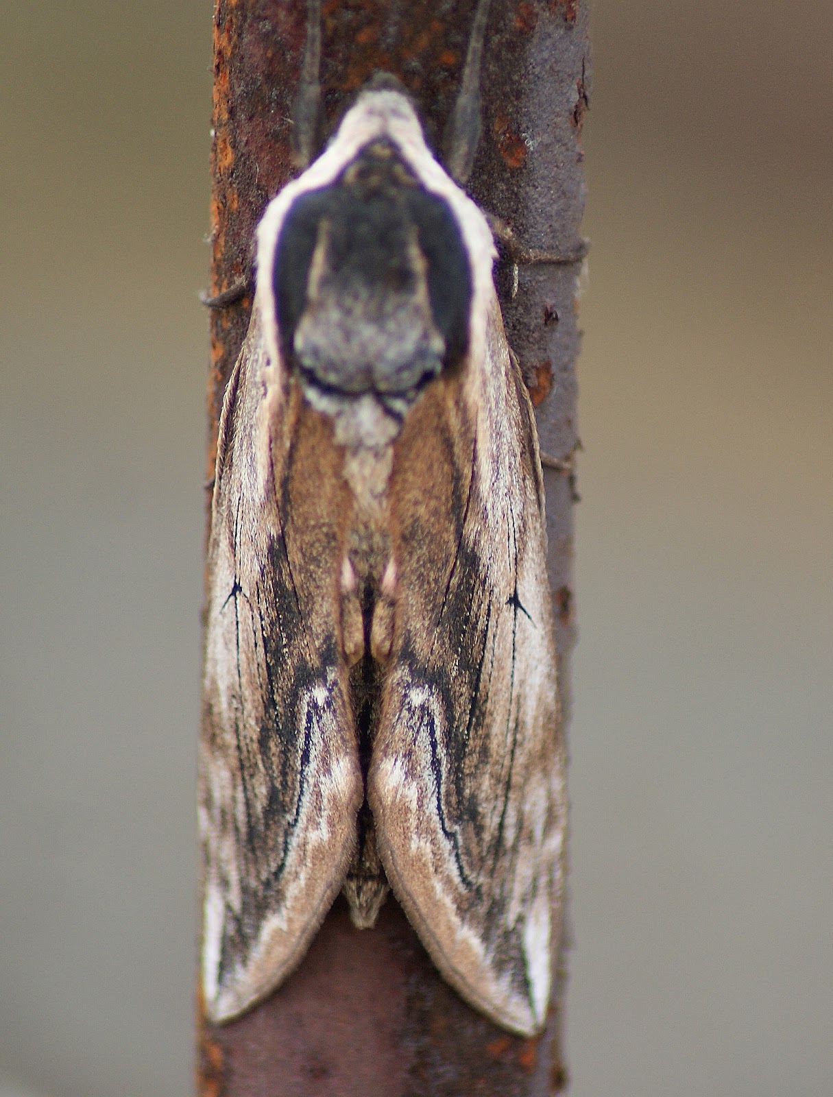 Robs Birding Blog: Privet Hawk Moth