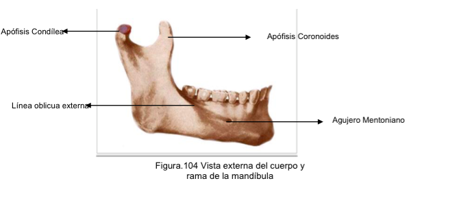 Anatomia Lic. En Terapia Ocupacional
