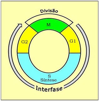 Blog de Biologia: Divisão Celular (Mitose e Meiose)