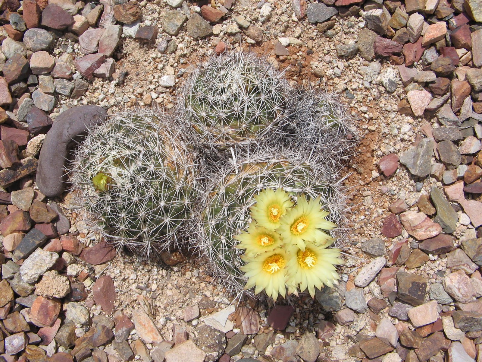 Living Among Saguaros: ARIZONA NATIVE CACTUS BLOOMS!
