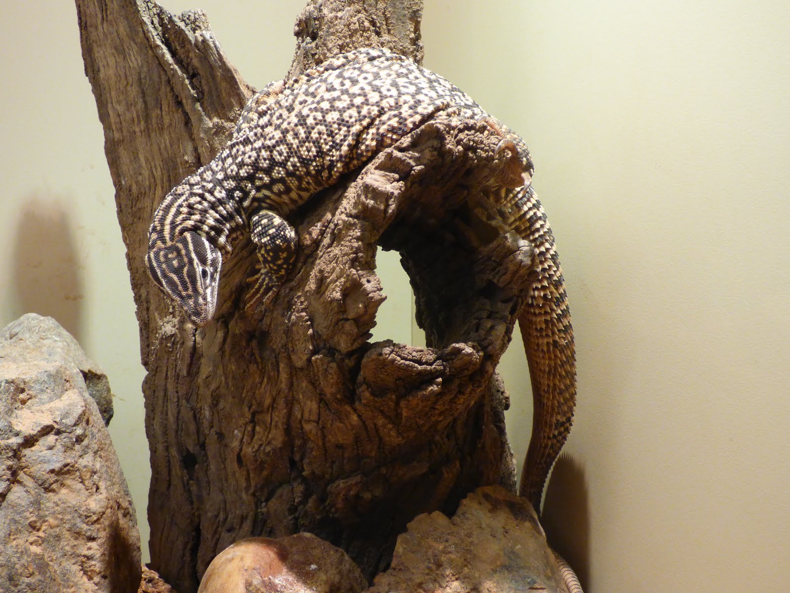 FreeSpirit : We meet Kangaroo Dundee