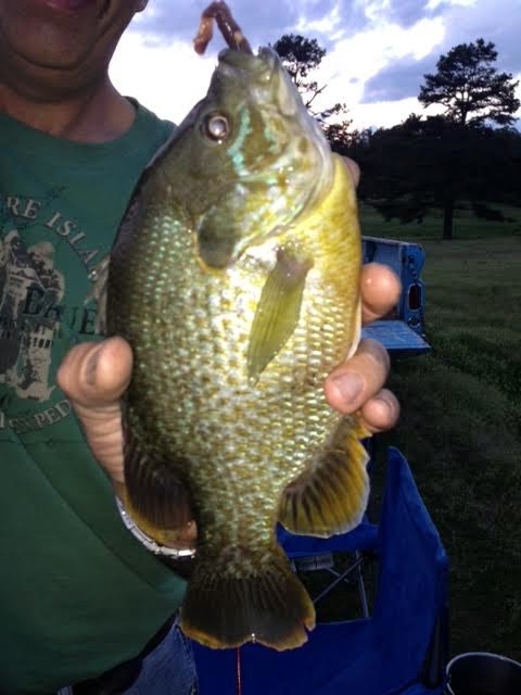Shabby Olde Potting Shed: May Days