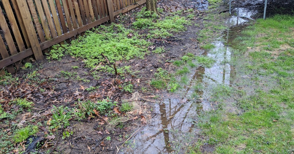 Documenting A Couple Of Spots of Standing Water In Our Backyard - May 2019