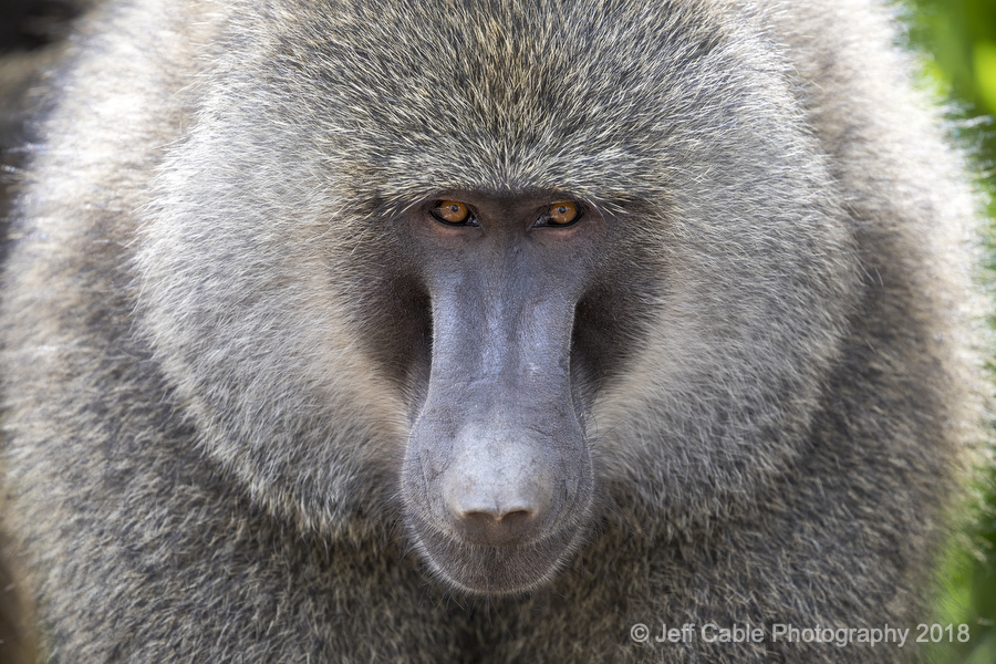 Jeff Cable's Blog: The monkeys and baboons of Tanzania, Africa