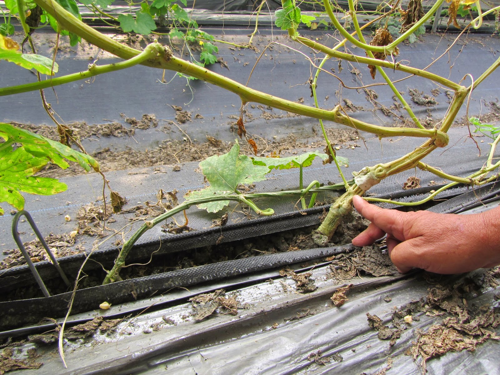 Estudiando Agricultura en Taiwán: Doble injerto