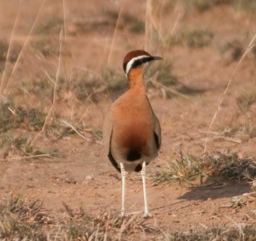 Indian courser pictures | Birds of India | Bird World
