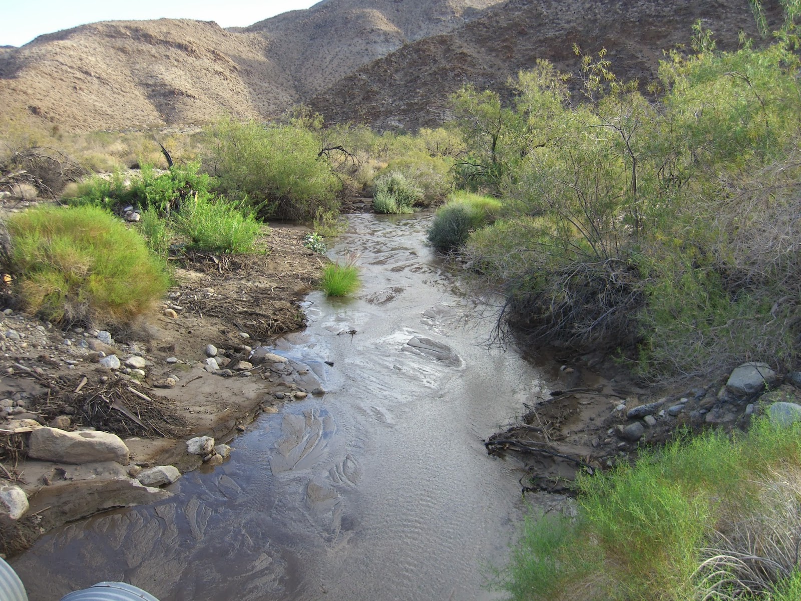 Desert Roadkill: Desert Stream, 12-03-2013