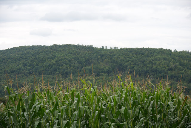 Travel-Sized Stories: DANVILLE, VT: great vermont corn maze